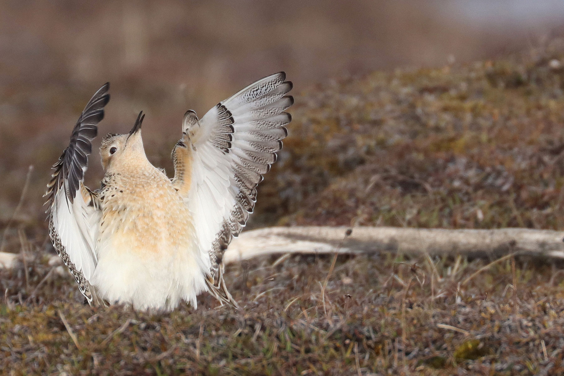 Midcontinent Shorebird Conservation Initiative – Shorebird Habitat ...