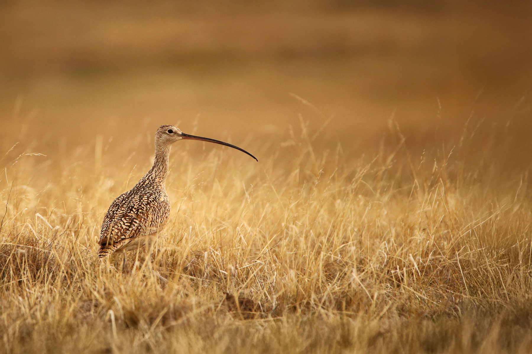 Resources – Midcontinent Shorebird Conservation Initiative