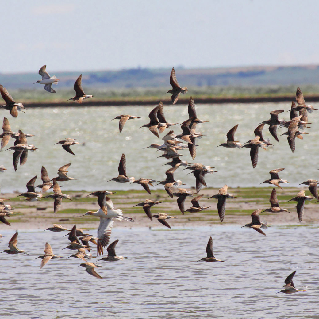 Midcontinent Shorebird Conservation Initiative – Shorebird Habitat ...